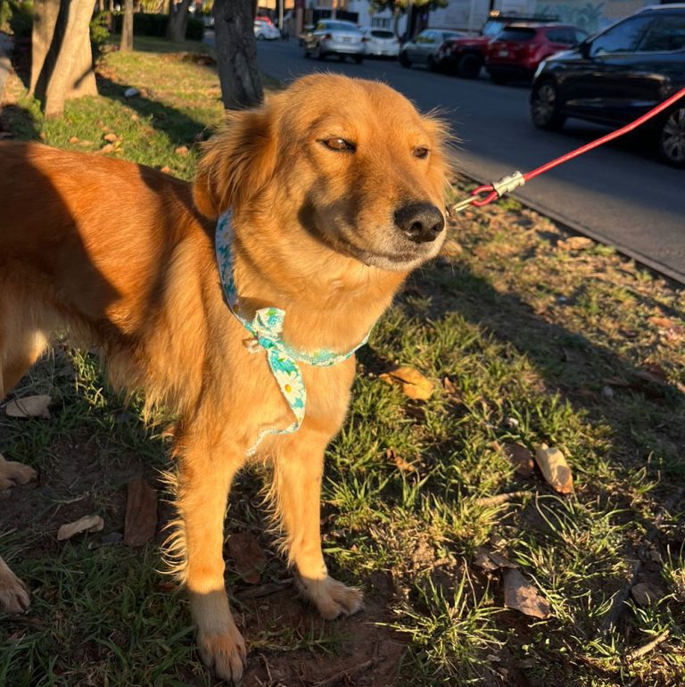 Adoptable Dogs - Rescue a Golden of Arizona