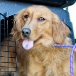 Adoptable Dogs - Rescue a Golden of Arizona
