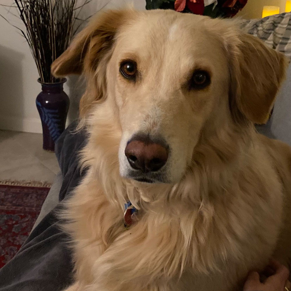 Remy - Rescue a Golden of Arizona