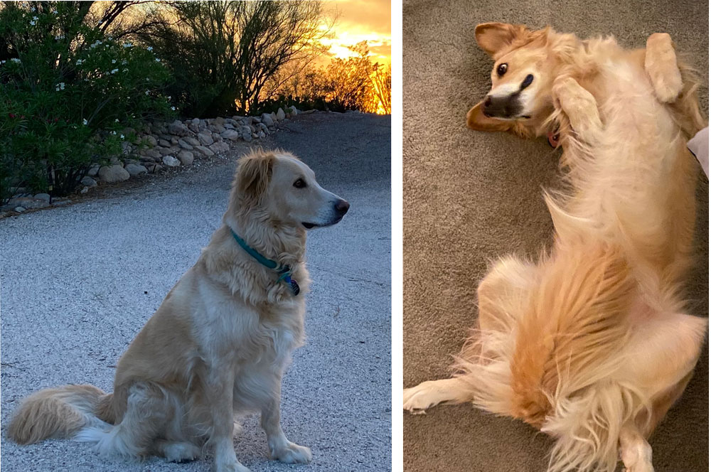 Remy - Rescue a Golden of Arizona