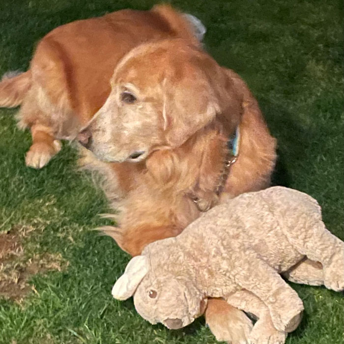 Teddy M - Rescue a Golden of Arizona