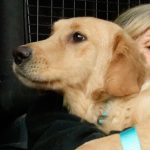 Adoptable Dogs - Rescue a Golden of Arizona