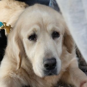 Adoptable Dogs - Rescue a Golden of Arizona