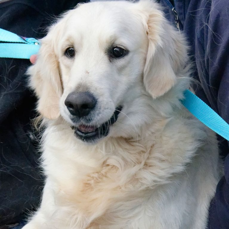 Adoptable Dogs - Rescue a Golden of Arizona