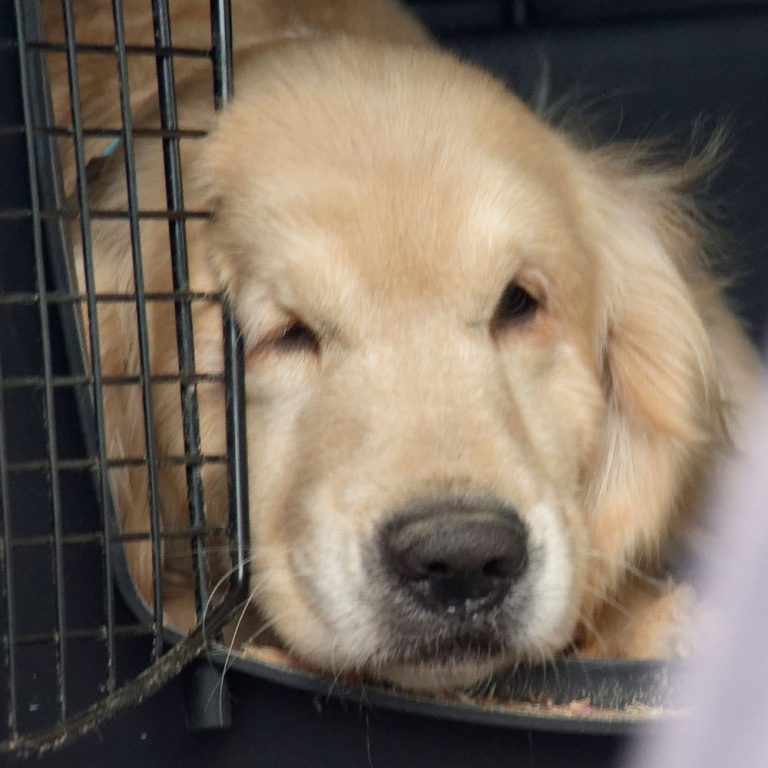 Adoptable Dogs - Rescue a Golden of Arizona