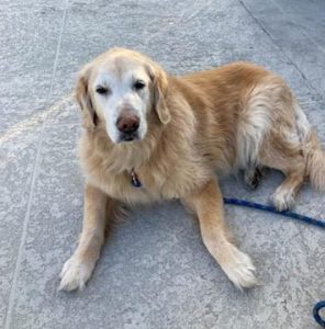 Adoptable Dogs - Rescue a Golden of Arizona
