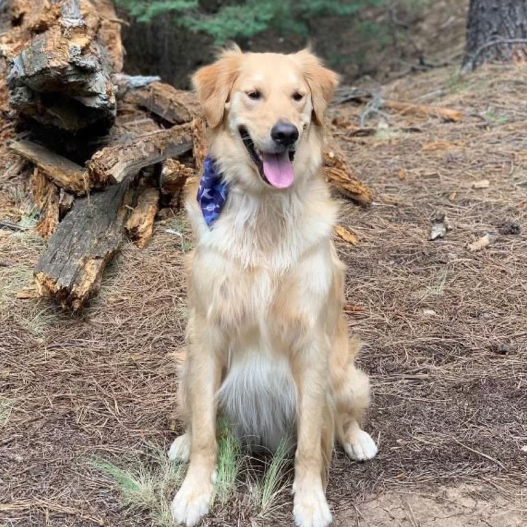 Adoptable Dogs - Rescue a Golden of Arizona