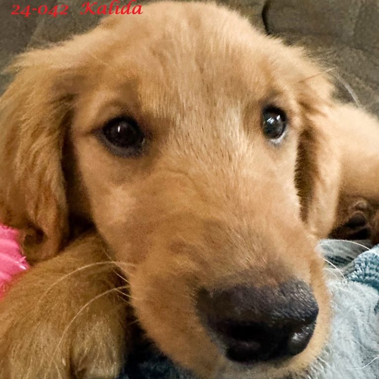 Adoptable Dogs - Rescue a Golden of Arizona