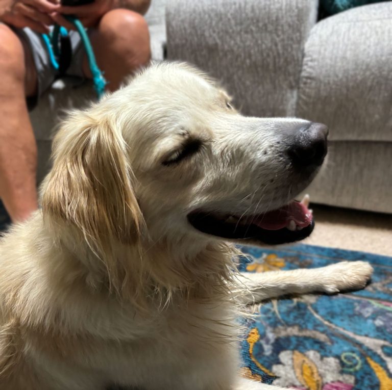 Adoptable Dogs - Rescue a Golden of Arizona