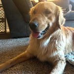 Adoptable Dogs - Rescue a Golden of Arizona