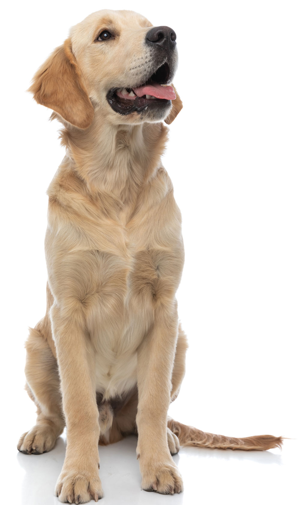 Foster a Dog - Rescue a Golden of Arizona