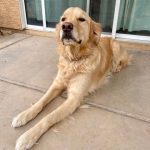 Adoptable Dogs - Rescue a Golden of Arizona