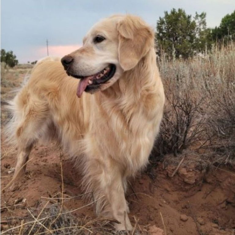 Adoptable Dogs - Rescue a Golden of Arizona