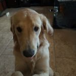 Adoptable Dogs - Rescue a Golden of Arizona
