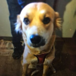 Adoptable Dogs - Rescue a Golden of Arizona