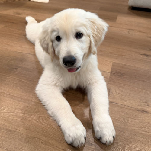 Adoptable Dogs - Rescue a Golden of Arizona