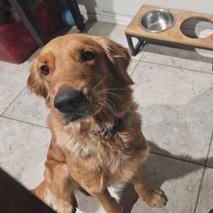 Adoptable Dogs - Rescue a Golden of Arizona